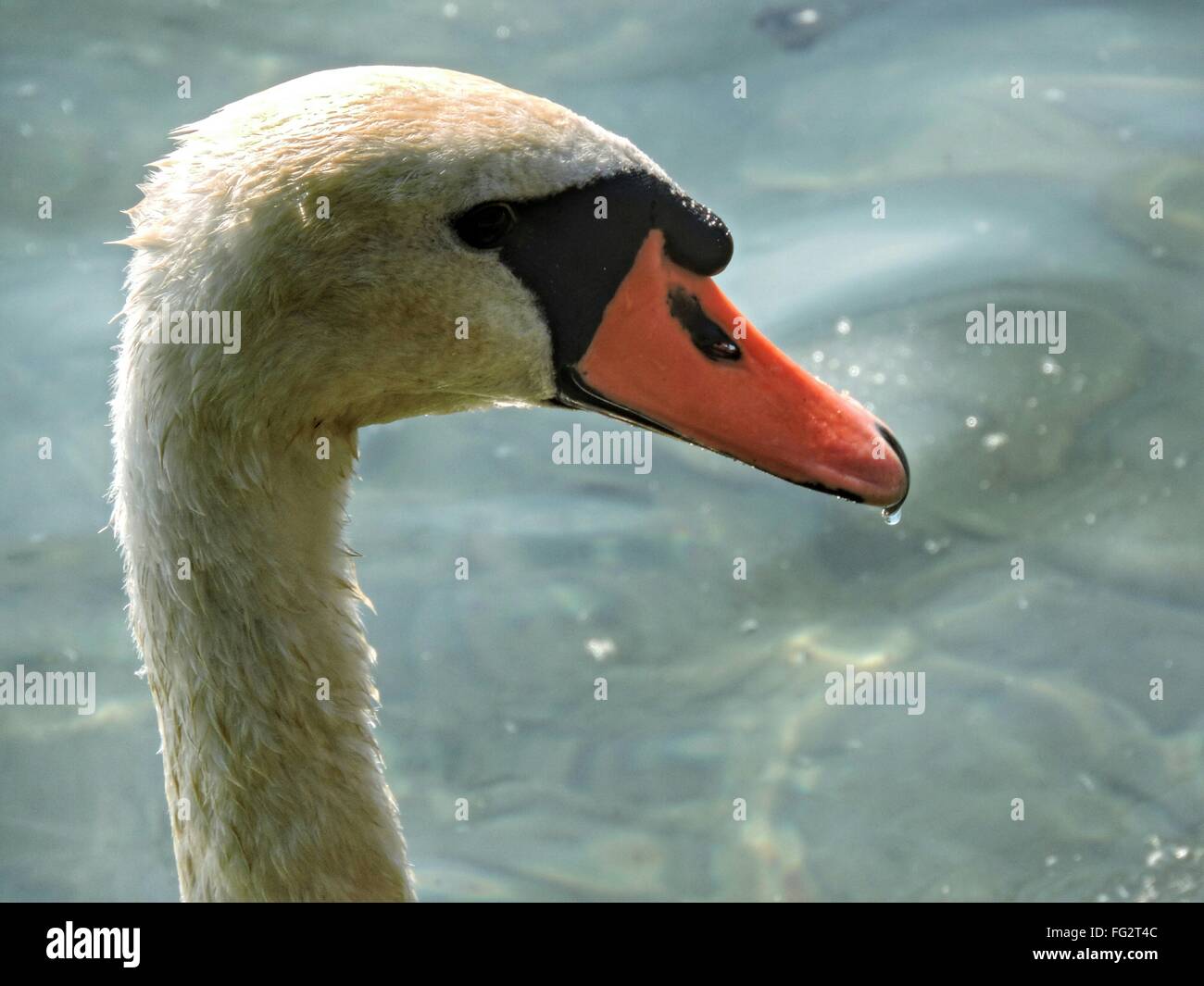 Swan body hi-res stock photography and images - Alamy