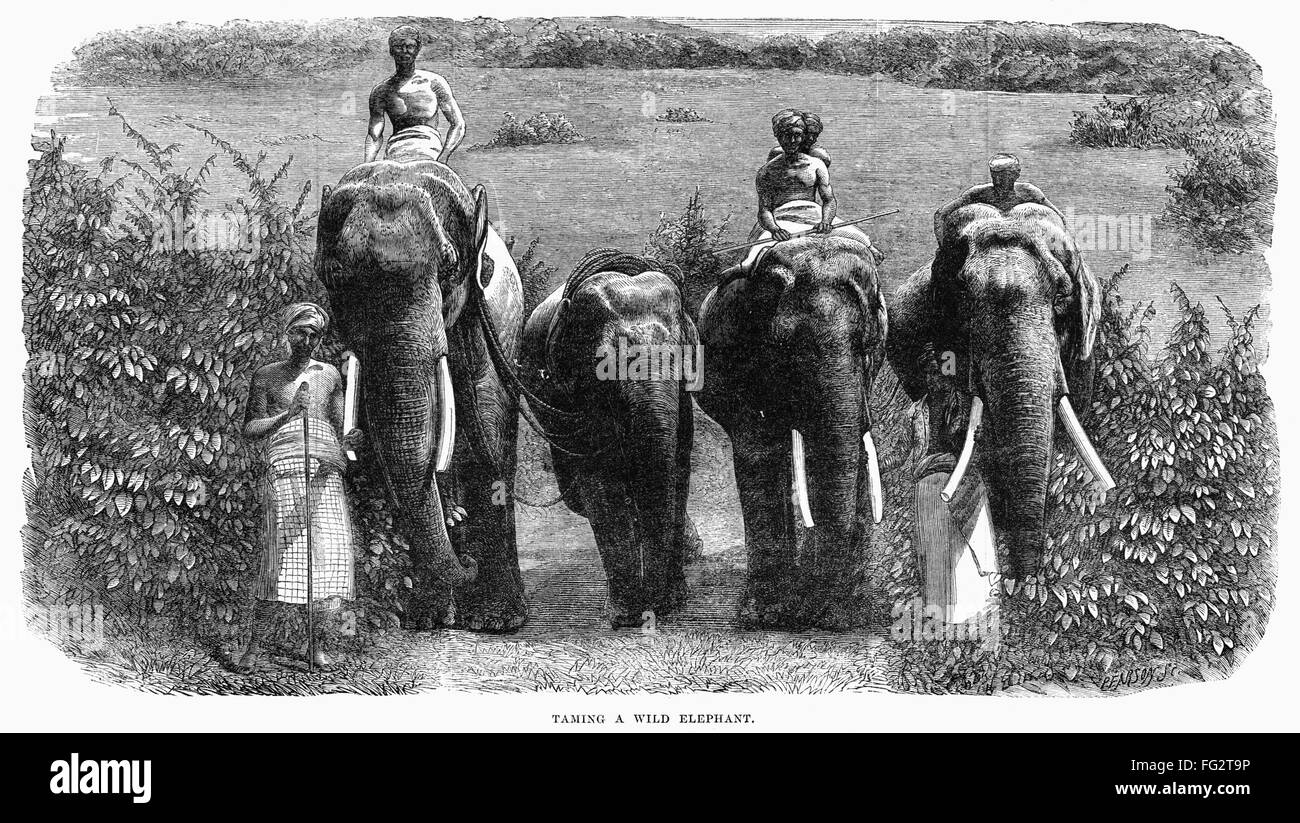 SRI LANKA: ELEPHANTS, 1864. /n'Taming a Wild Elephant,' by walking it ...