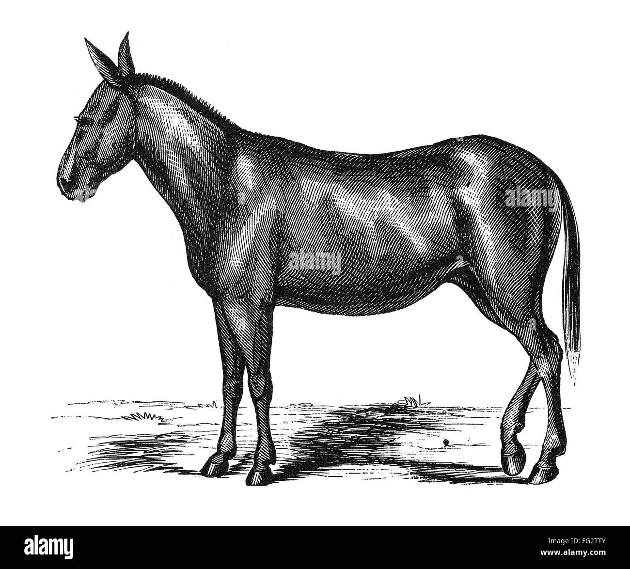 DONKEY, 19th CENTURY. /nA donkey or mule. Engraving, 19th century Stock ...