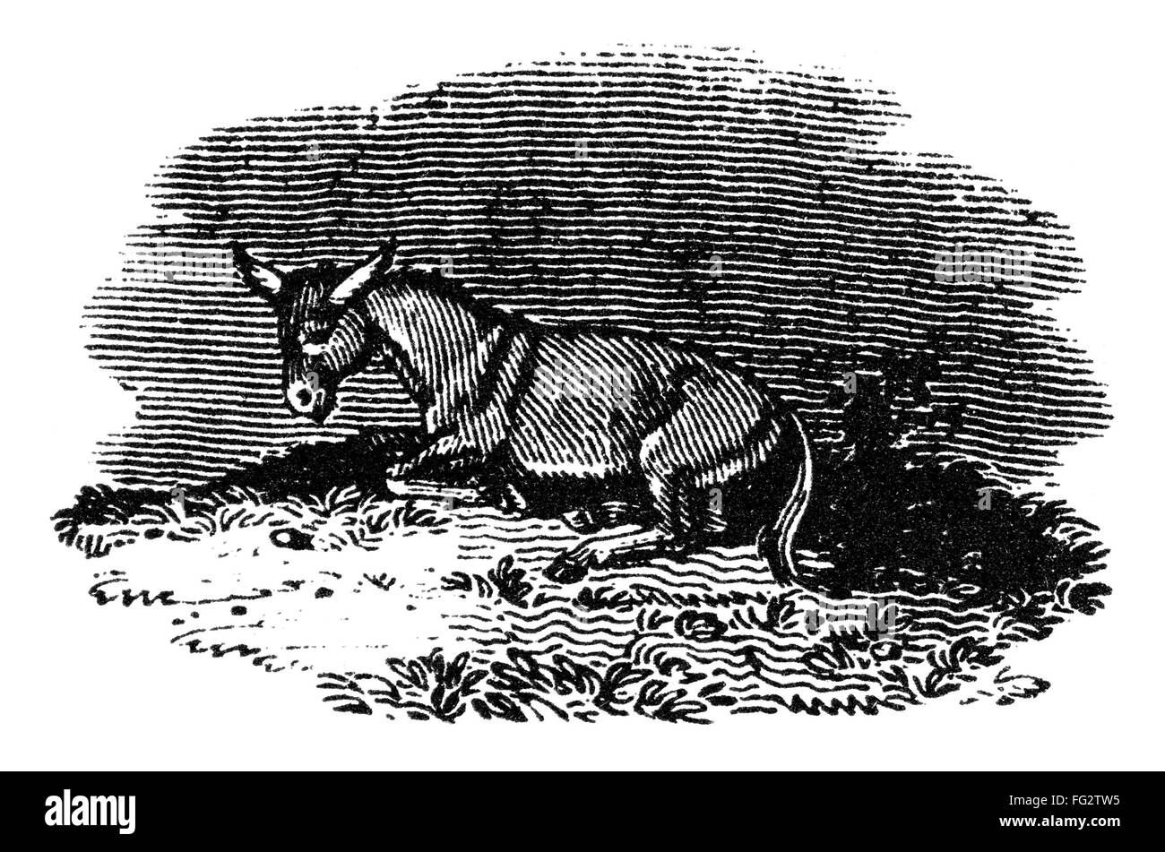 DONKEY, 19th CENTURY. /nA donkey or mule. Engraving, 19th century Stock ...