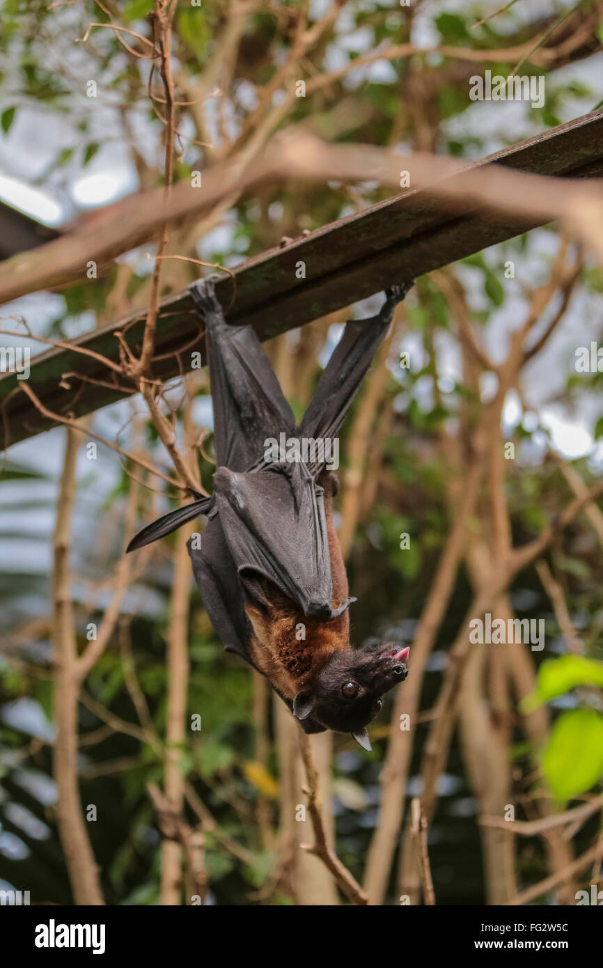Bat claws hi-res stock photography and images - Alamy