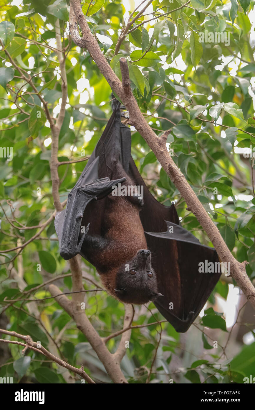 Malayan Bat (Pteropus vampyrus) hanging its head down Stock Photo - Alamy