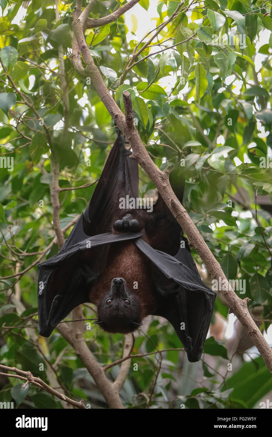 Bat claws hi-res stock photography and images - Alamy