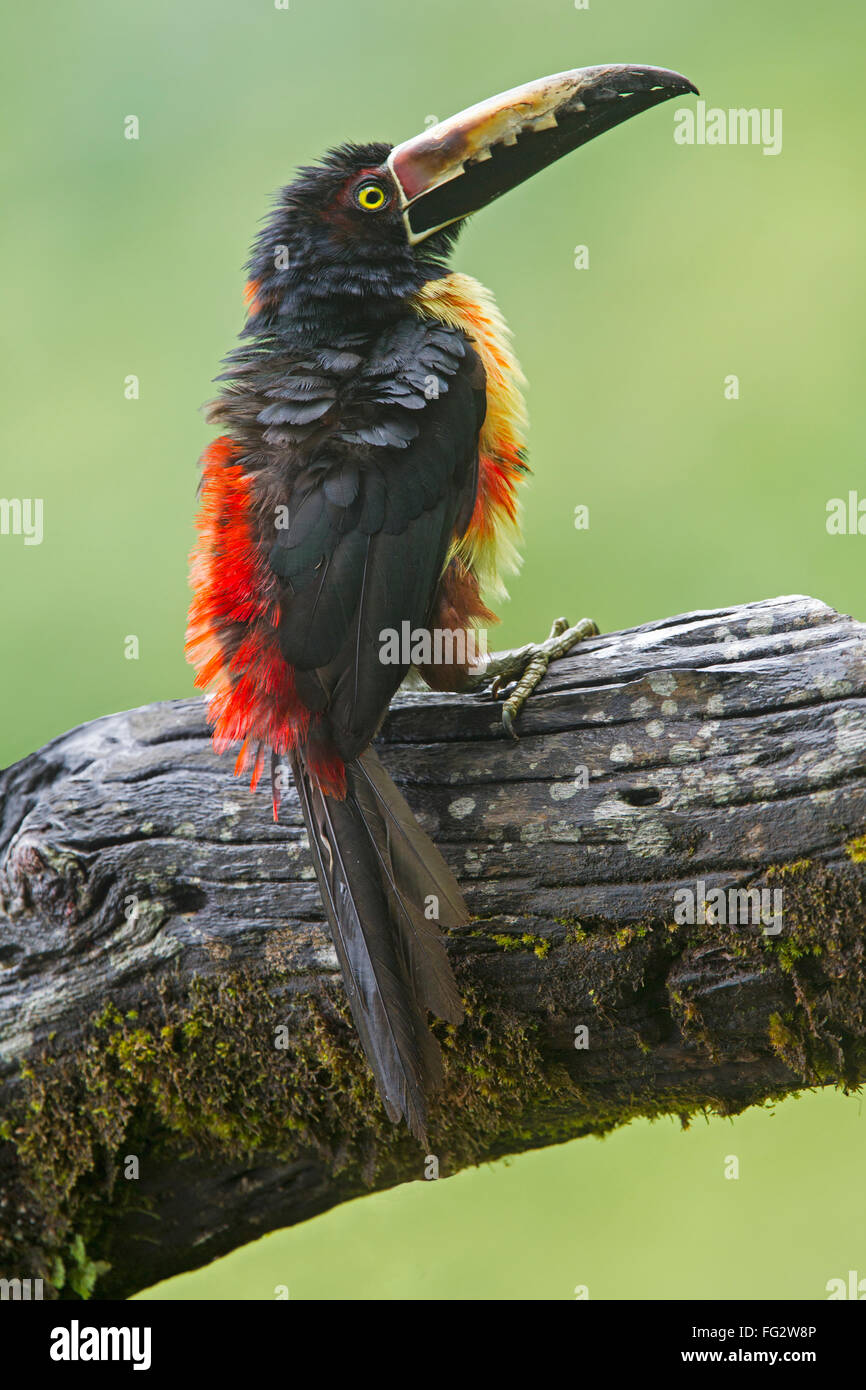 Collared aracari perched on branch Stock Photo - Alamy