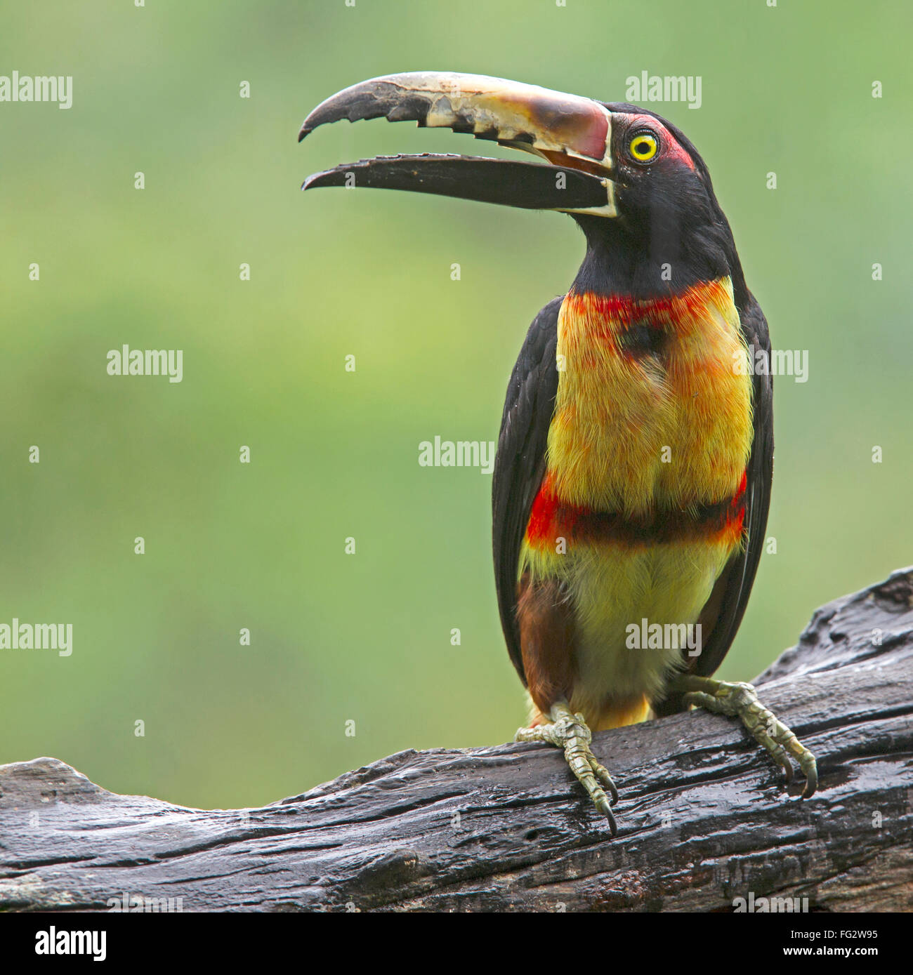 Open collared hi-res stock photography and images - Alamy