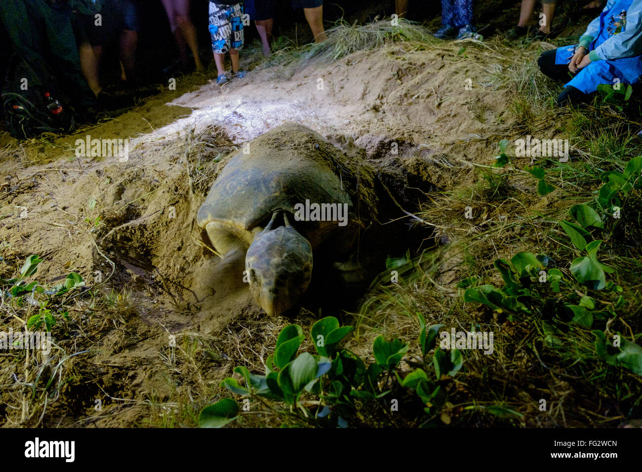 Loggerback turtle laying her eggs at Mon Repos Stock Photo - Alamy