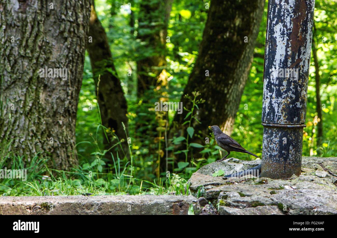 Small Bird On Edge Of Forest Stock Photo - Alamy
