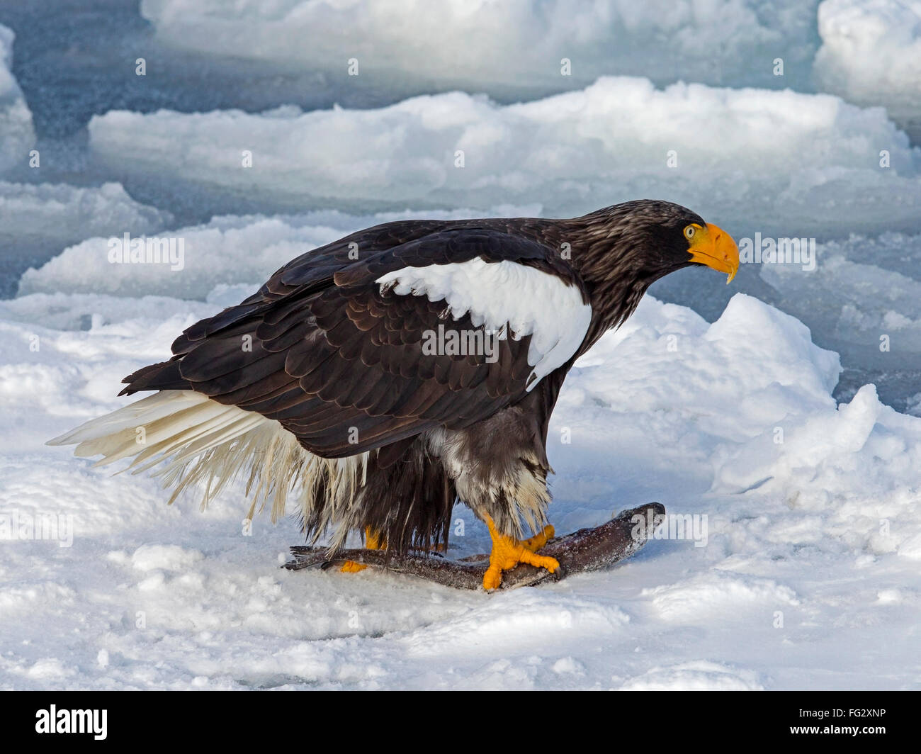 Eagle fish hi-res stock photography and images - Alamy