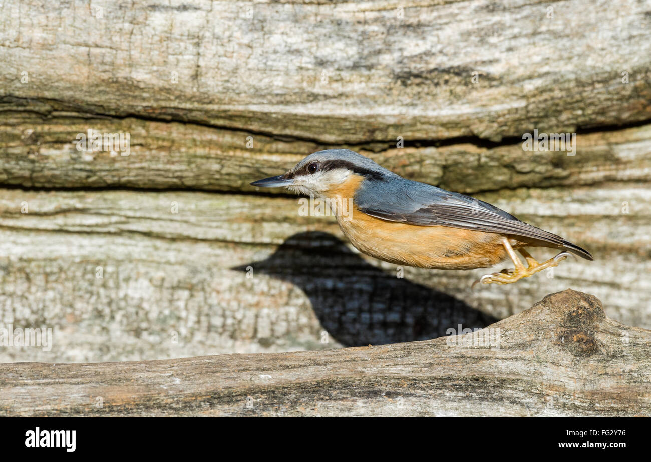 Plump small bird hi-res stock photography and images - Alamy