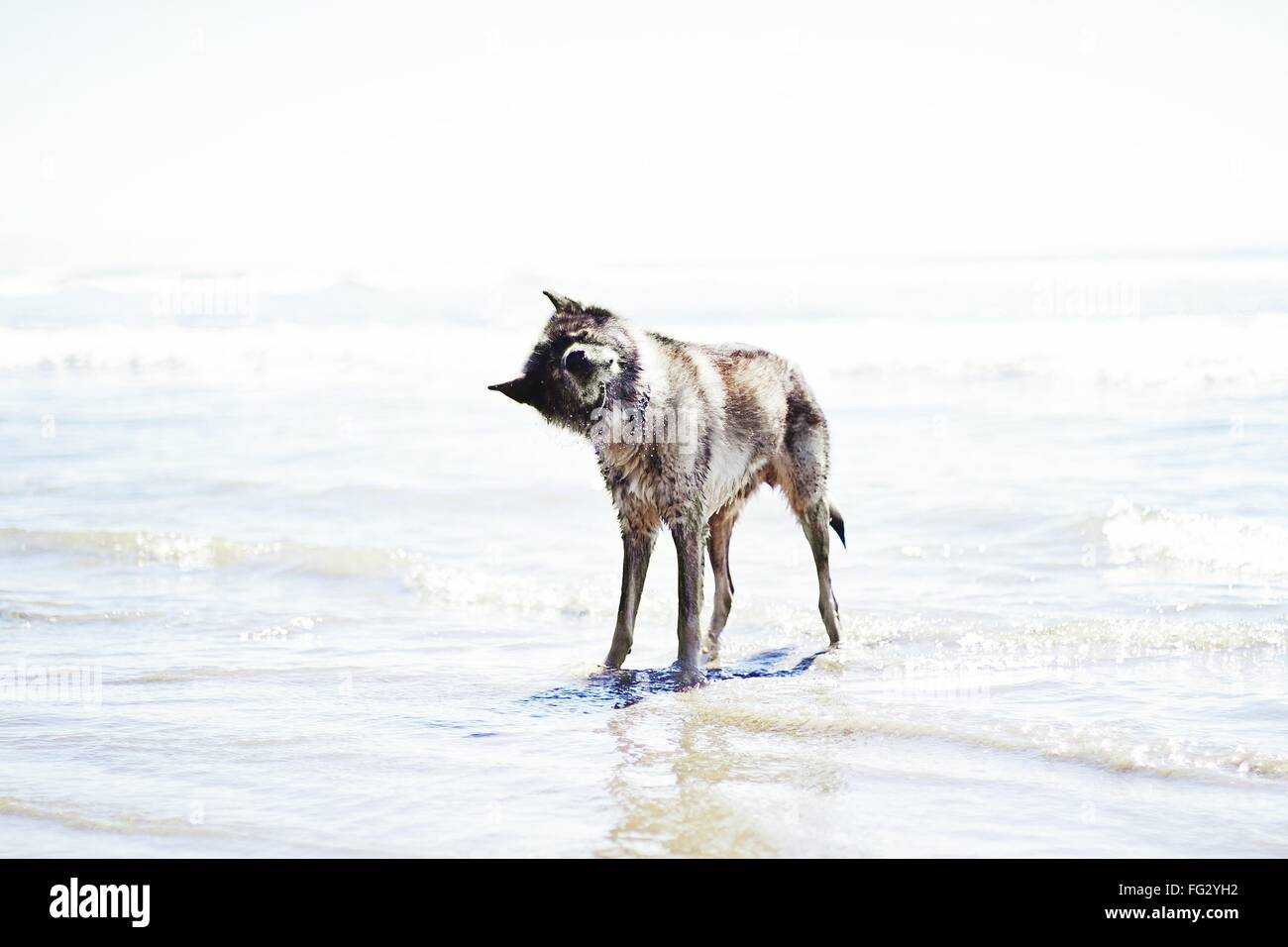 Wet Wolfdog On Beach Stock Photo - Alamy
