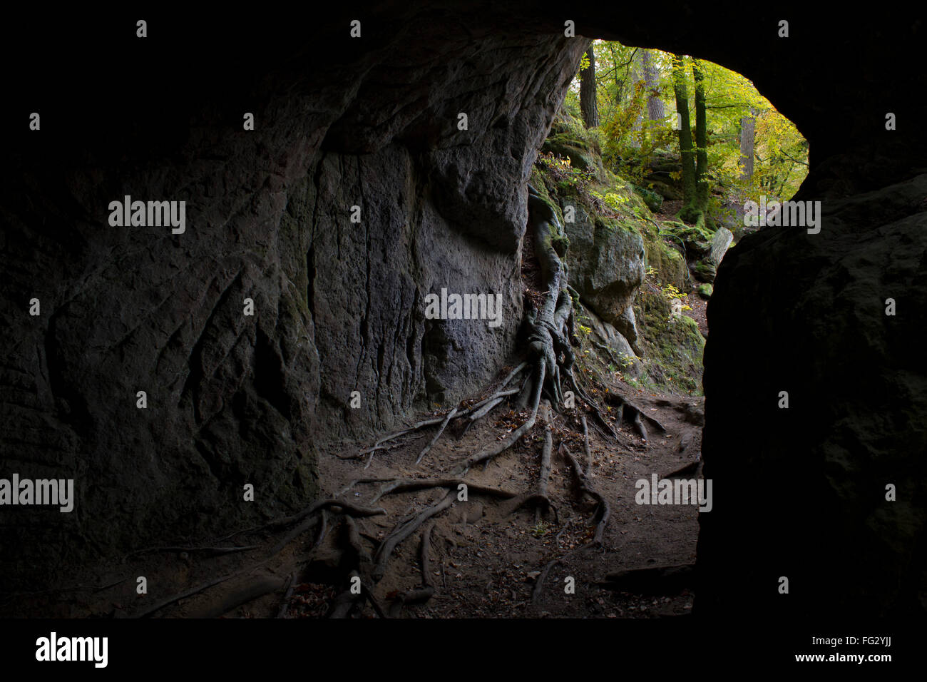 Tree Root In Cave High Resolution Stock Photography and Images - Alamy