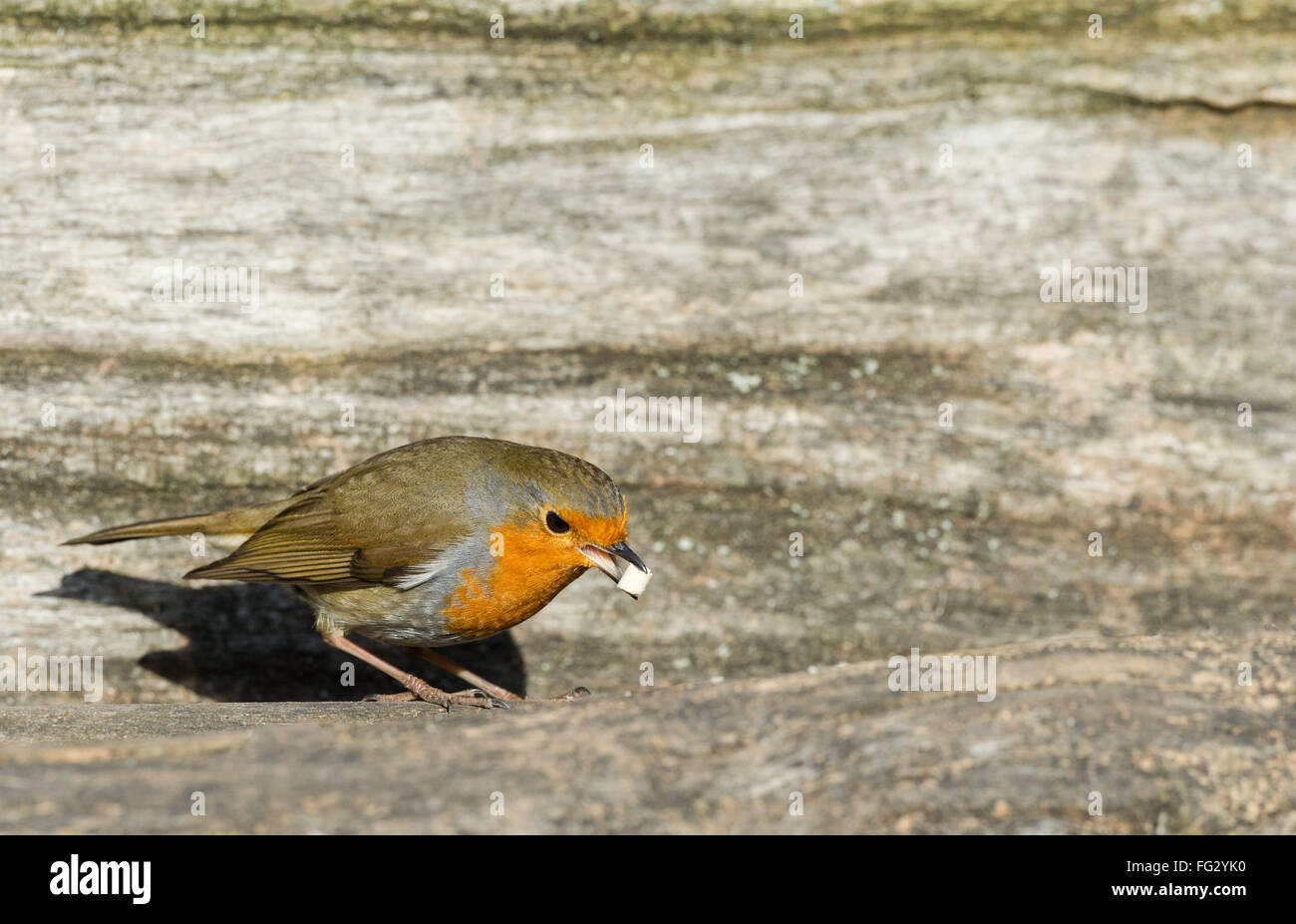 Fat robin hi-res stock photography and images - Alamy