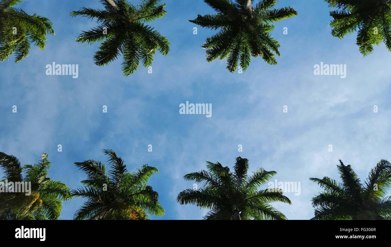 Palm tree rows hi-res stock photography and images - Alamy