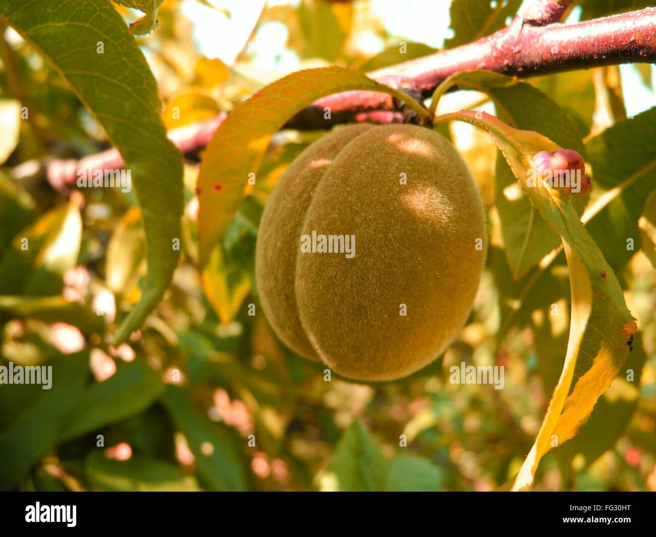 Peach tree plant hi-res stock photography and images - Alamy