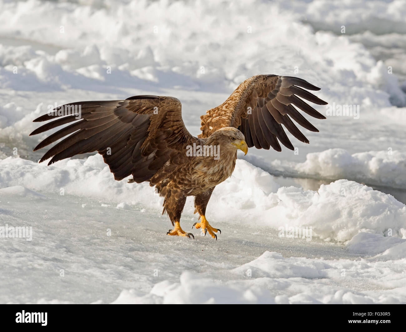White-tailed eagle on ice floe with wings raised Stock Photo - Alamy