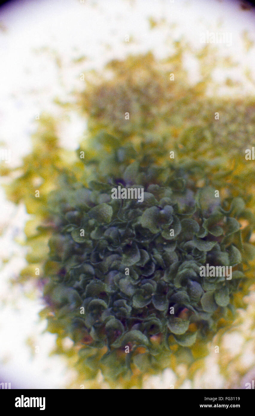 APOLLO 11: FERN, 1969. /nClose up view of fern plants growing in lunar ...