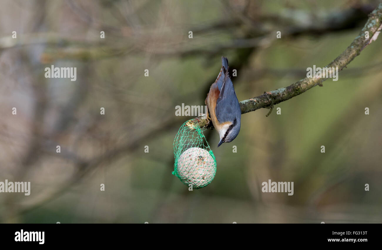 A Nuthatch, a small plump woodland bird feeding from a fat ball Stock ...