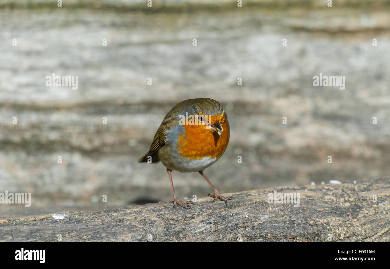 Robin Eating Seed High Resolution Stock Photography and Images - Alamy