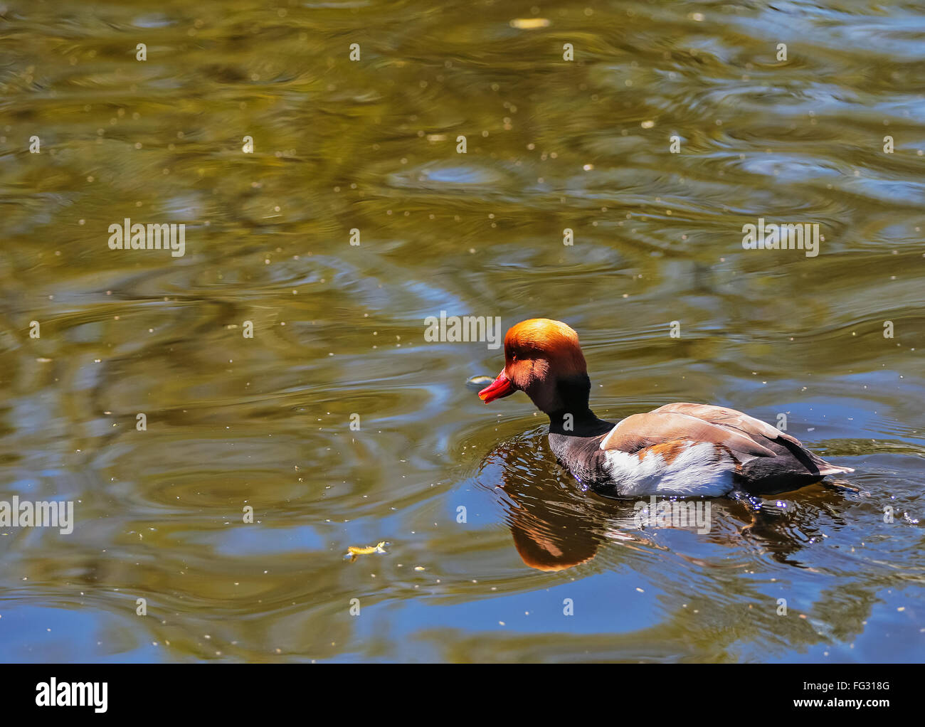 Wild duck in their natural habitat Stock Photo - Alamy