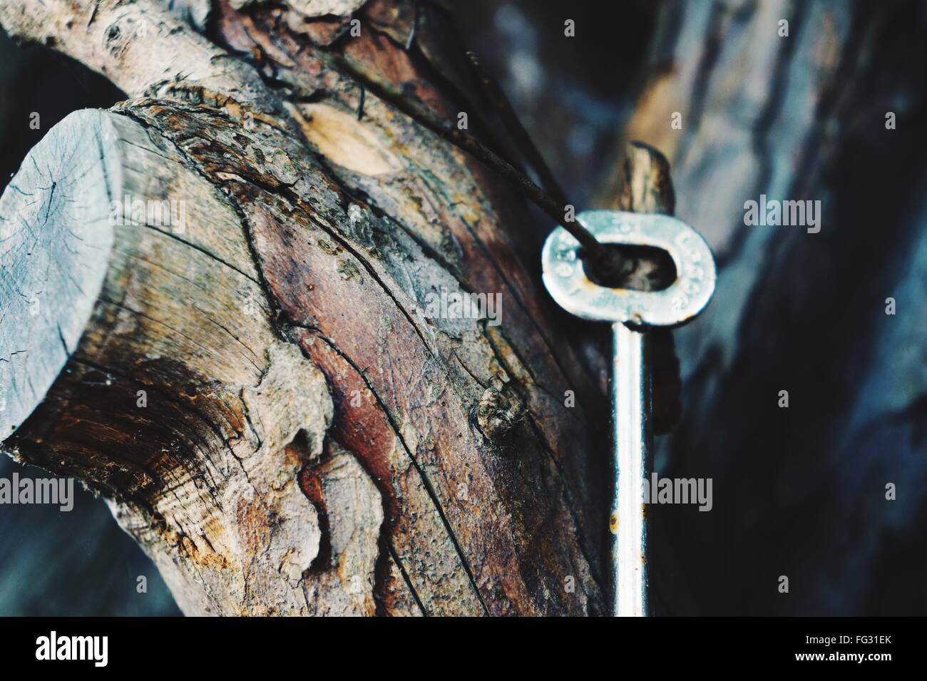 Key tree hi-res stock photography and images - Alamy