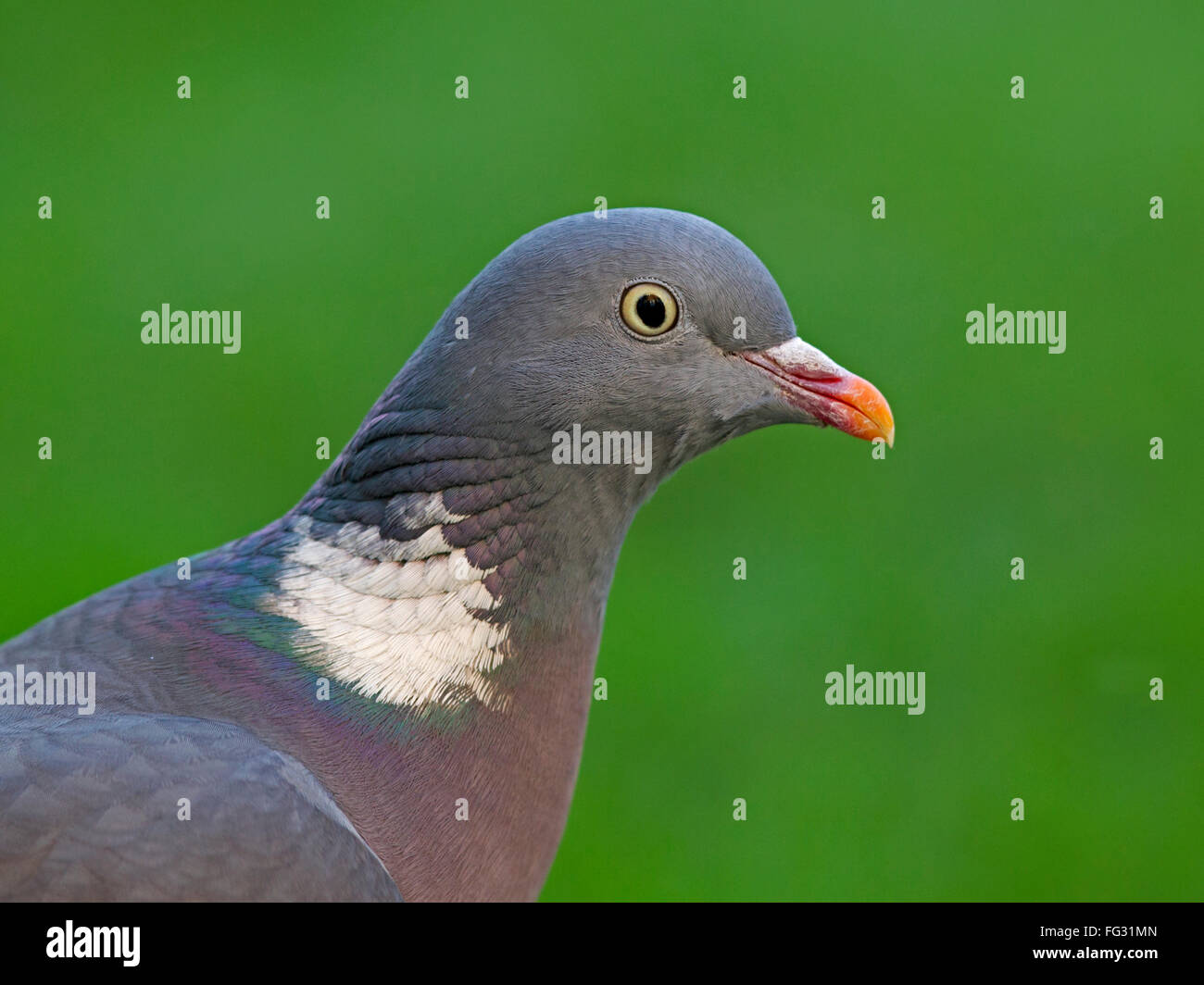 Birds head close up hi-res stock photography and images - Alamy