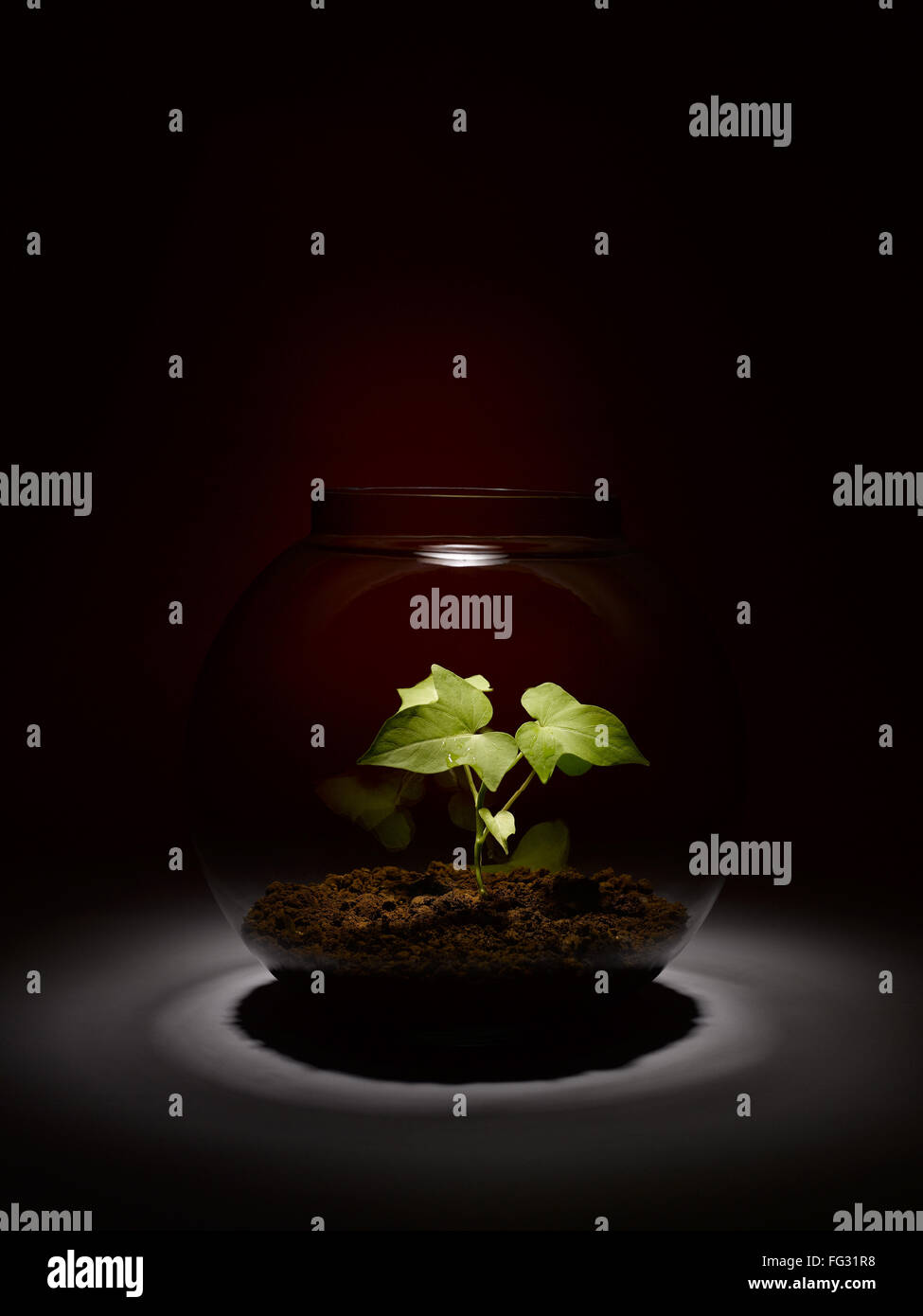 Plant growing inside glass bowl hi-res stock photography and images - Alamy