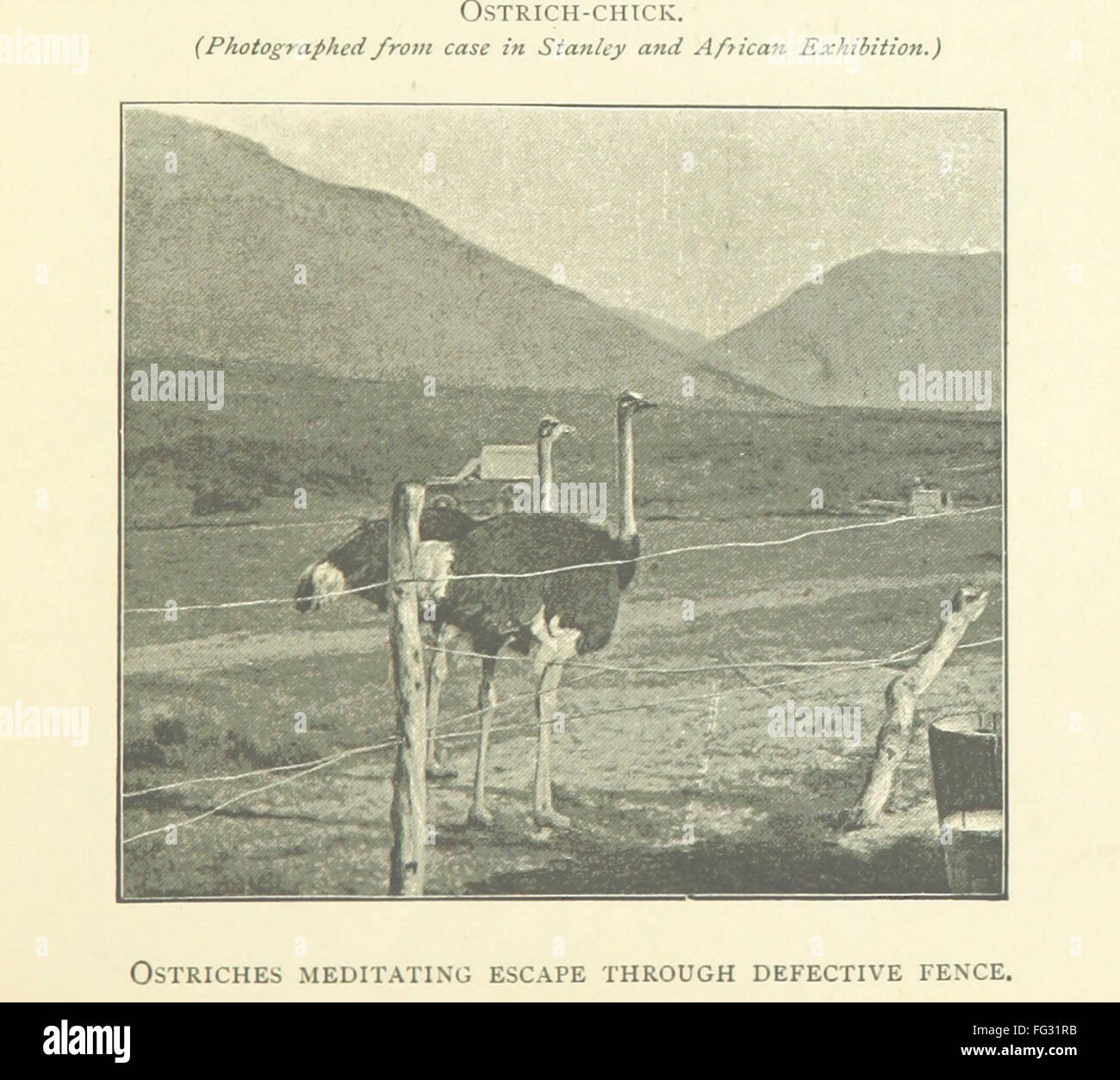 'Home Life on an Ostrich Farm' provides a detailed look into the daily ...
