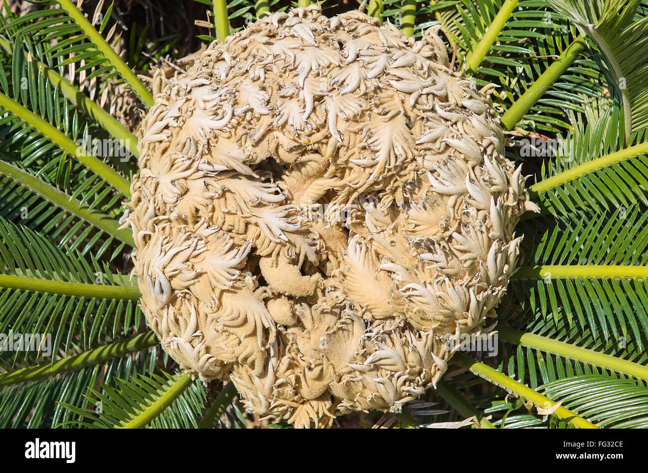 Closeup top view of palm tree Stock Photo - Alamy