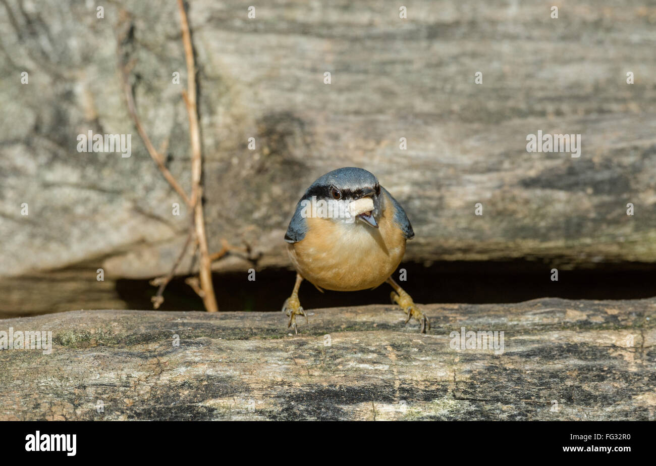 Plump bird hi-res stock photography and images - Alamy