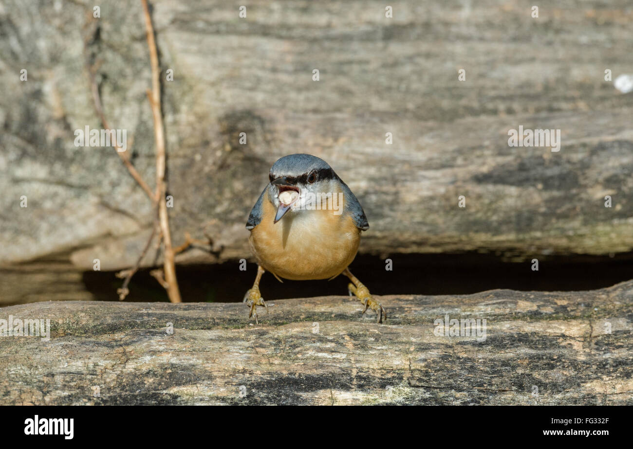 A Nuthatch, a small plump woodland bird Stock Photo - Alamy