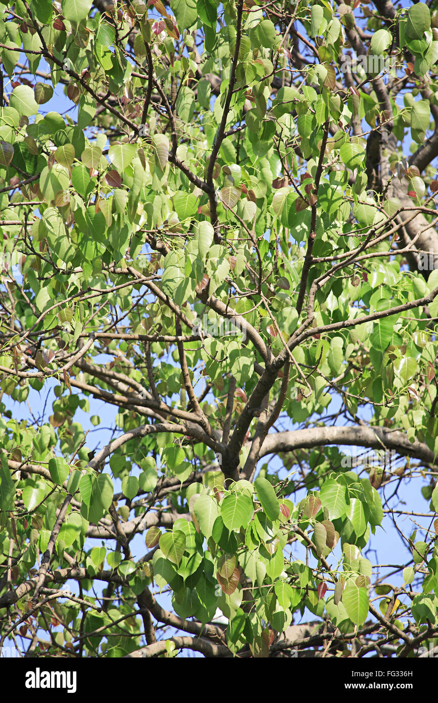 Peepal holy Fig tree Ficustreligiosa Stock Photo - Alamy