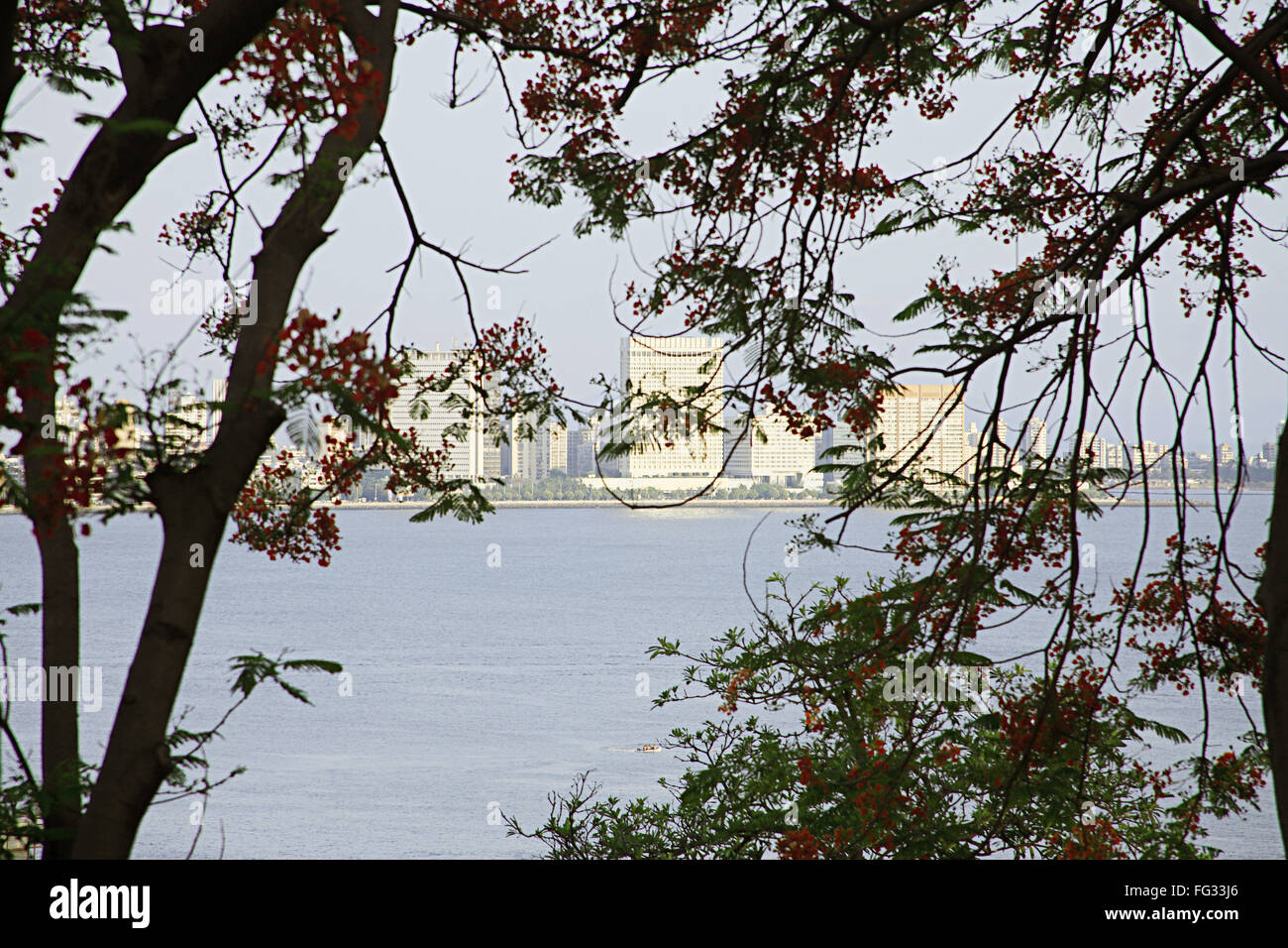 Mohur tree hi-res stock photography and images - Alamy