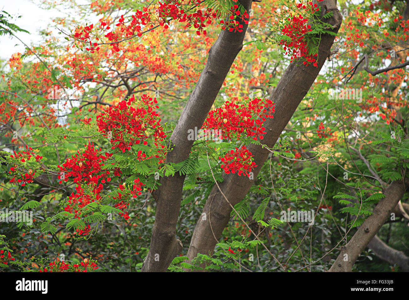 Green leaves and red flower of gul mohur tree delonix regia , Grant ...