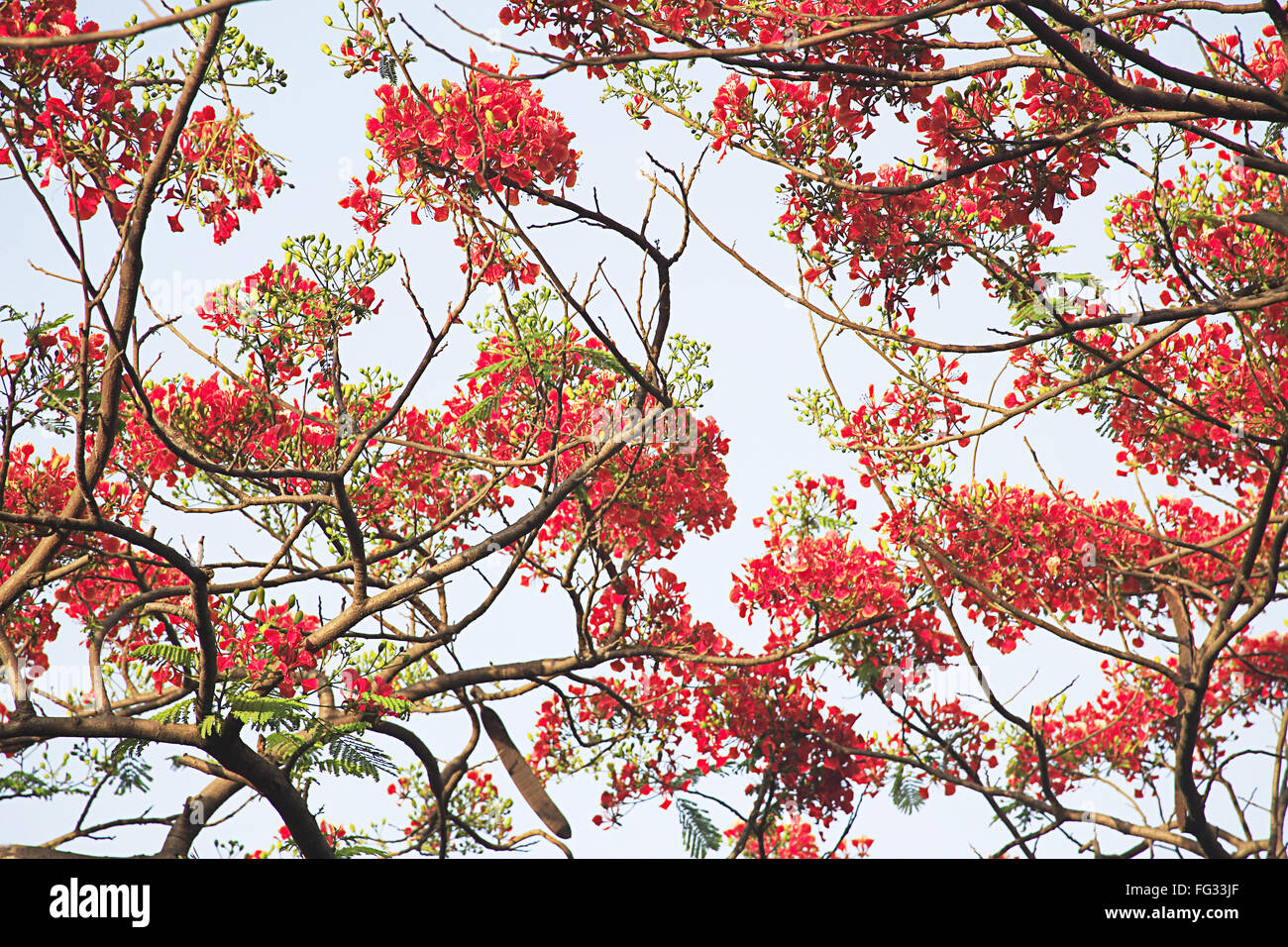 Green leaves and red flower of gul mohur tree delonix regia , Grant ...