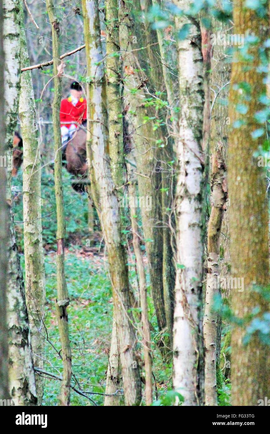 fox hunt through woods background with copy space Stock Photo - Alamy