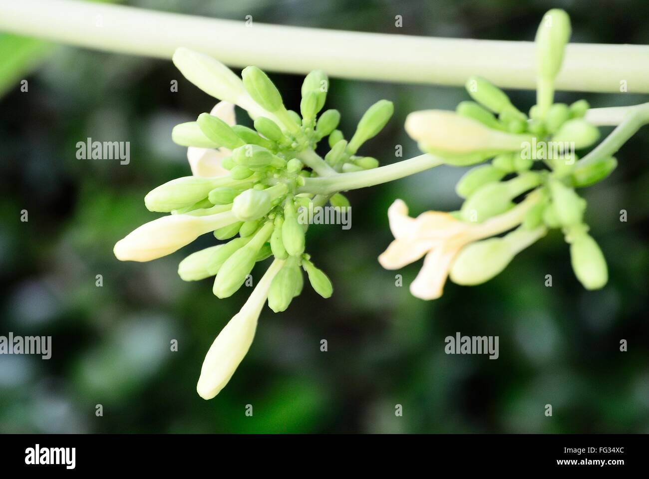 Papaya buds hi-res stock photography and images - Alamy