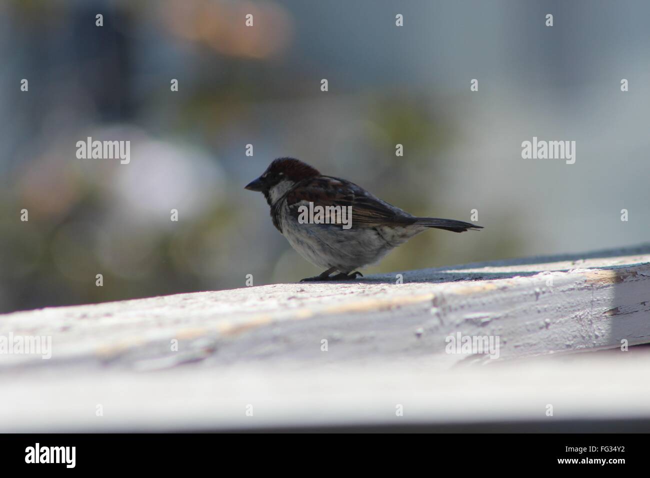 Sparrow On Fence High Resolution Stock Photography and Images - Alamy