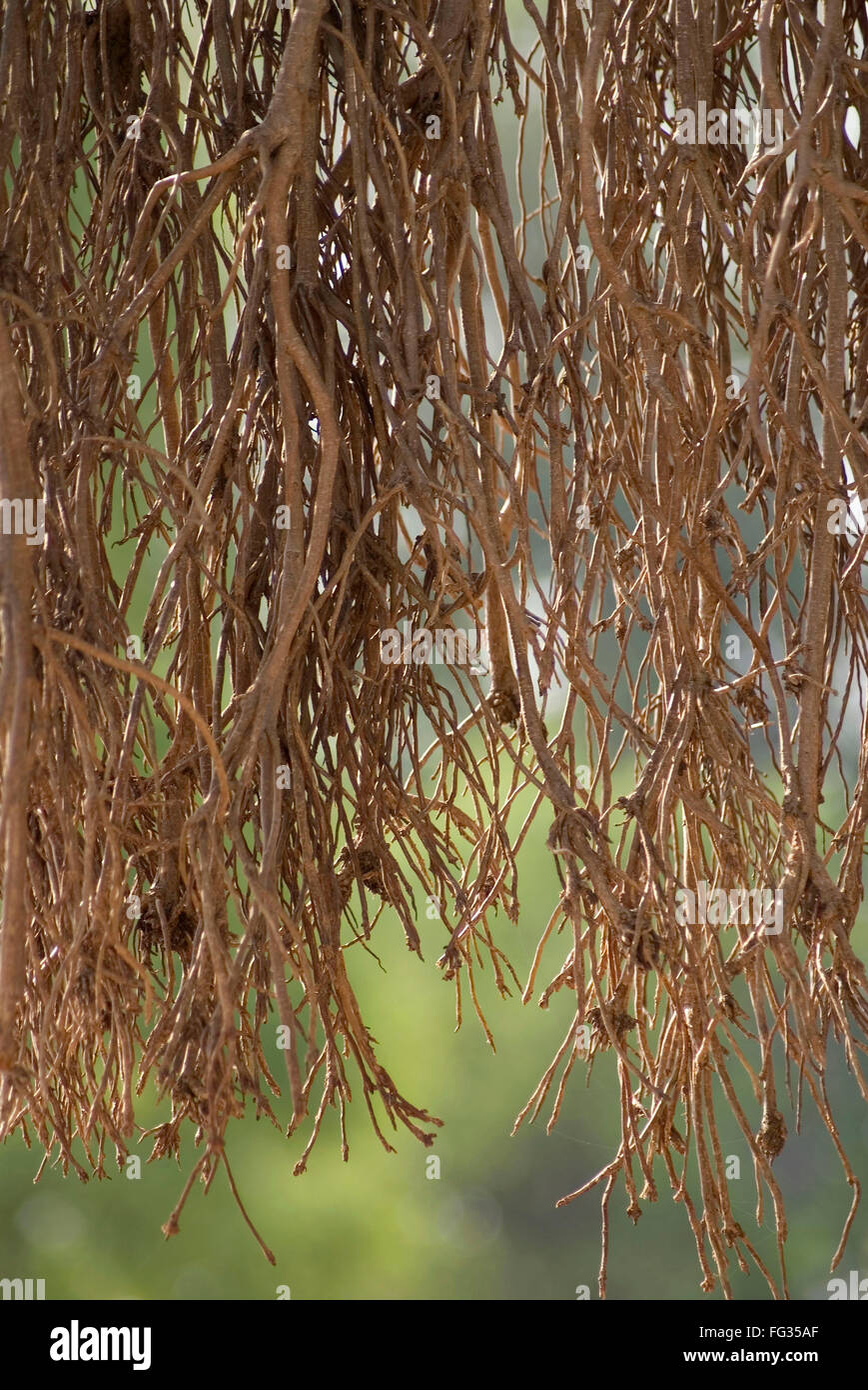 Tree with hanging roots hi-res stock photography and images - Alamy