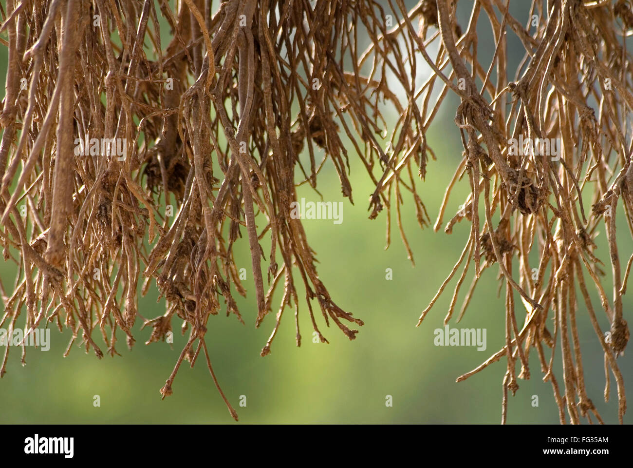 Aerial roots of banyan fig bearing tree hanging parambya of vatvriksh ...