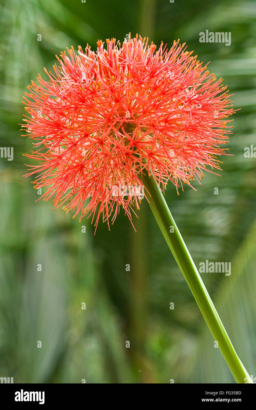 Fireball lily called football lily flower Haemanthus multiflorus Stock ...