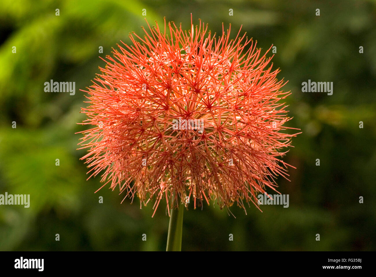 Fireball lily called football lily flower Haemanthus multiflorus Stock ...