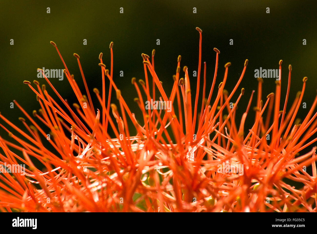 Fireball lily called football lily flower Haemanthus multiflorus Stock ...