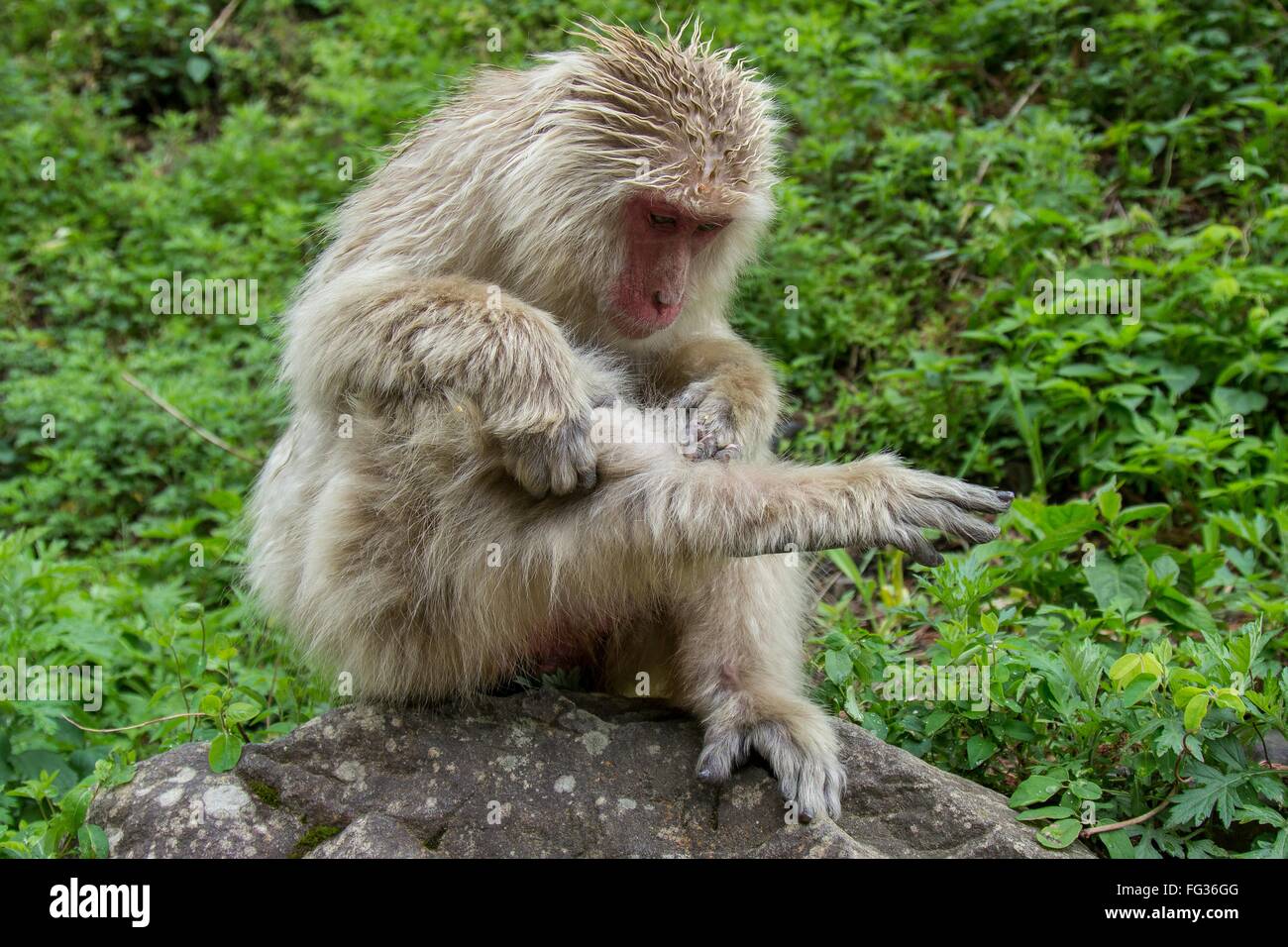 Monkey scratching hi-res stock photography and images - Alamy