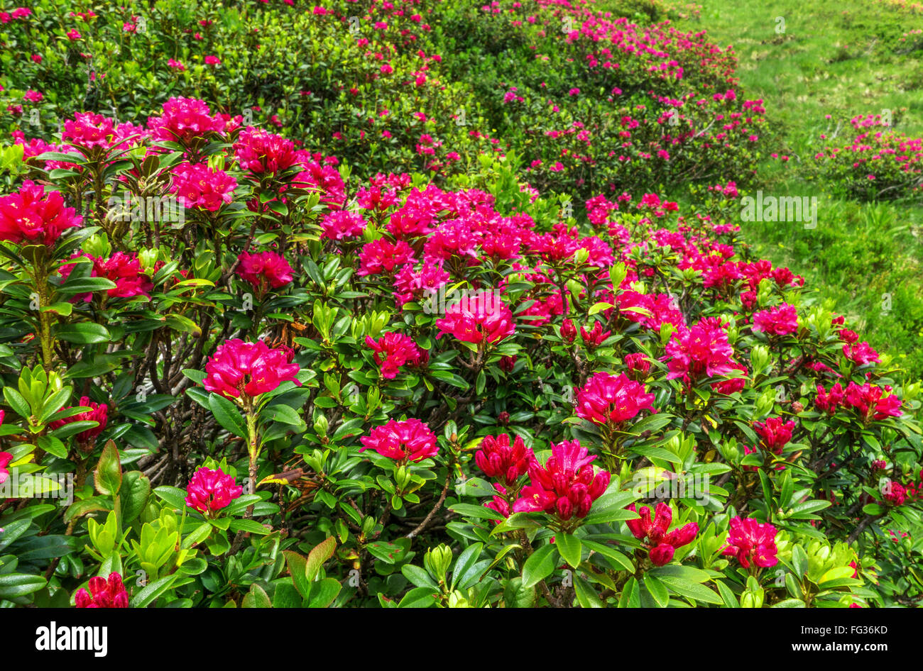 Alpine Rose High Resolution Stock Photography and Images - Alamy