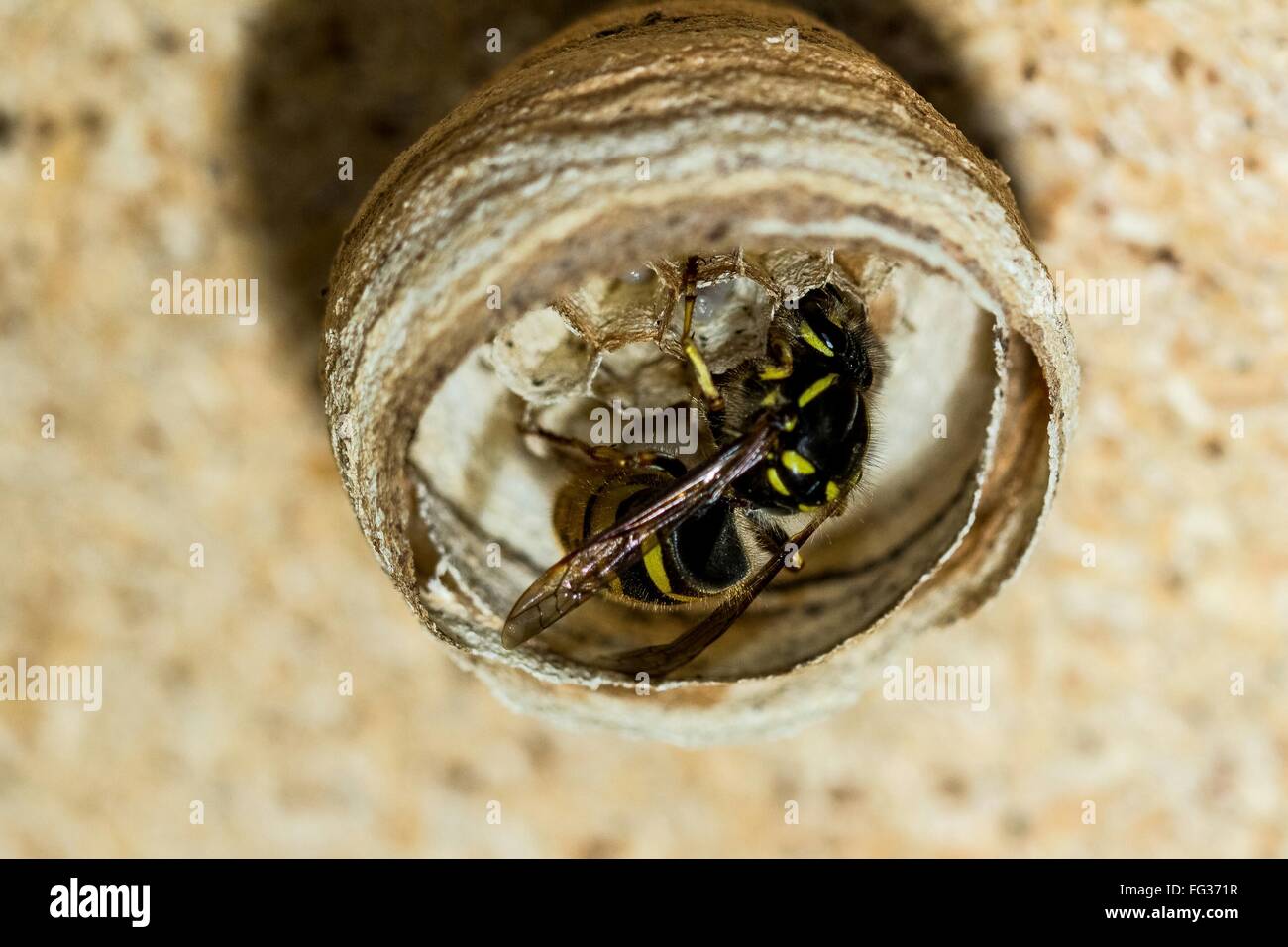 Cocoon nest hi-res stock photography and images - Alamy