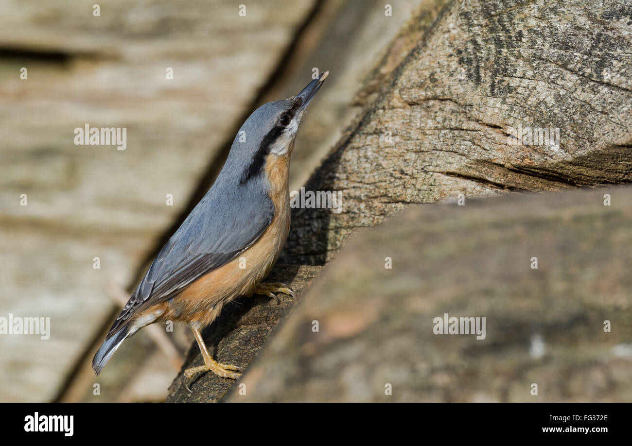 A Nuthatch, a small plump woodland bird Stock Photo - Alamy