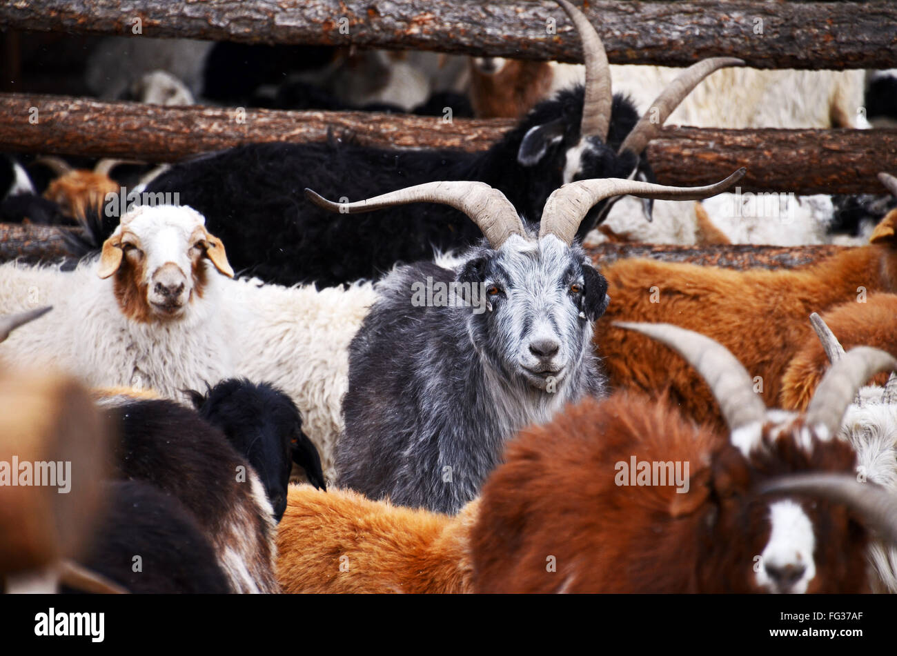 Cashmere goats in a pen, Mongolia Stock Photo - Alamy