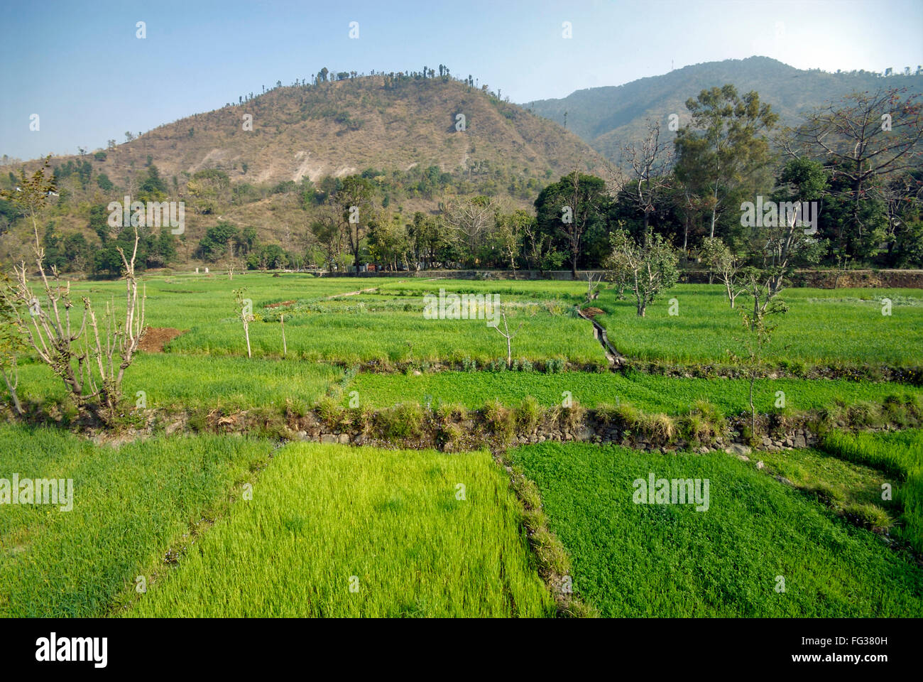 India wheat aerial hi-res stock photography and images - Alamy