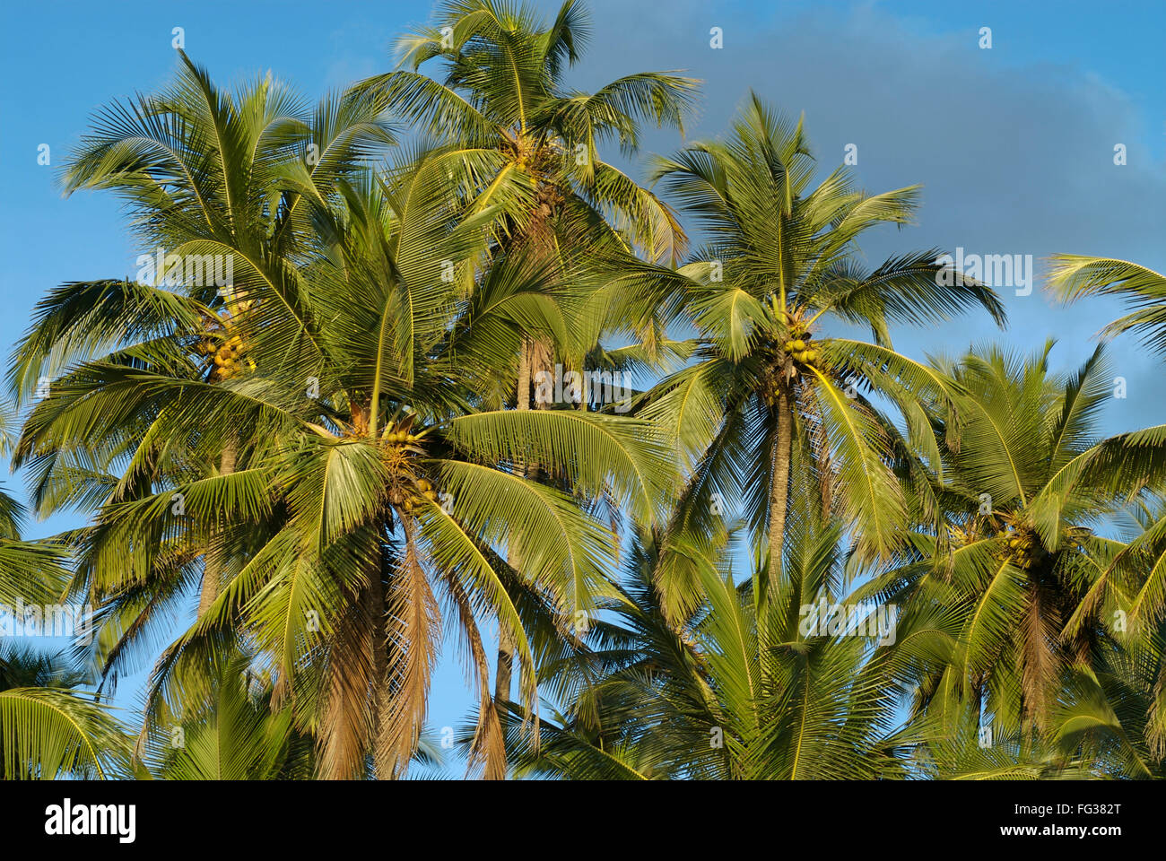 Coconut trees at Palolem beach , Goa , India Stock Photo - Alamy