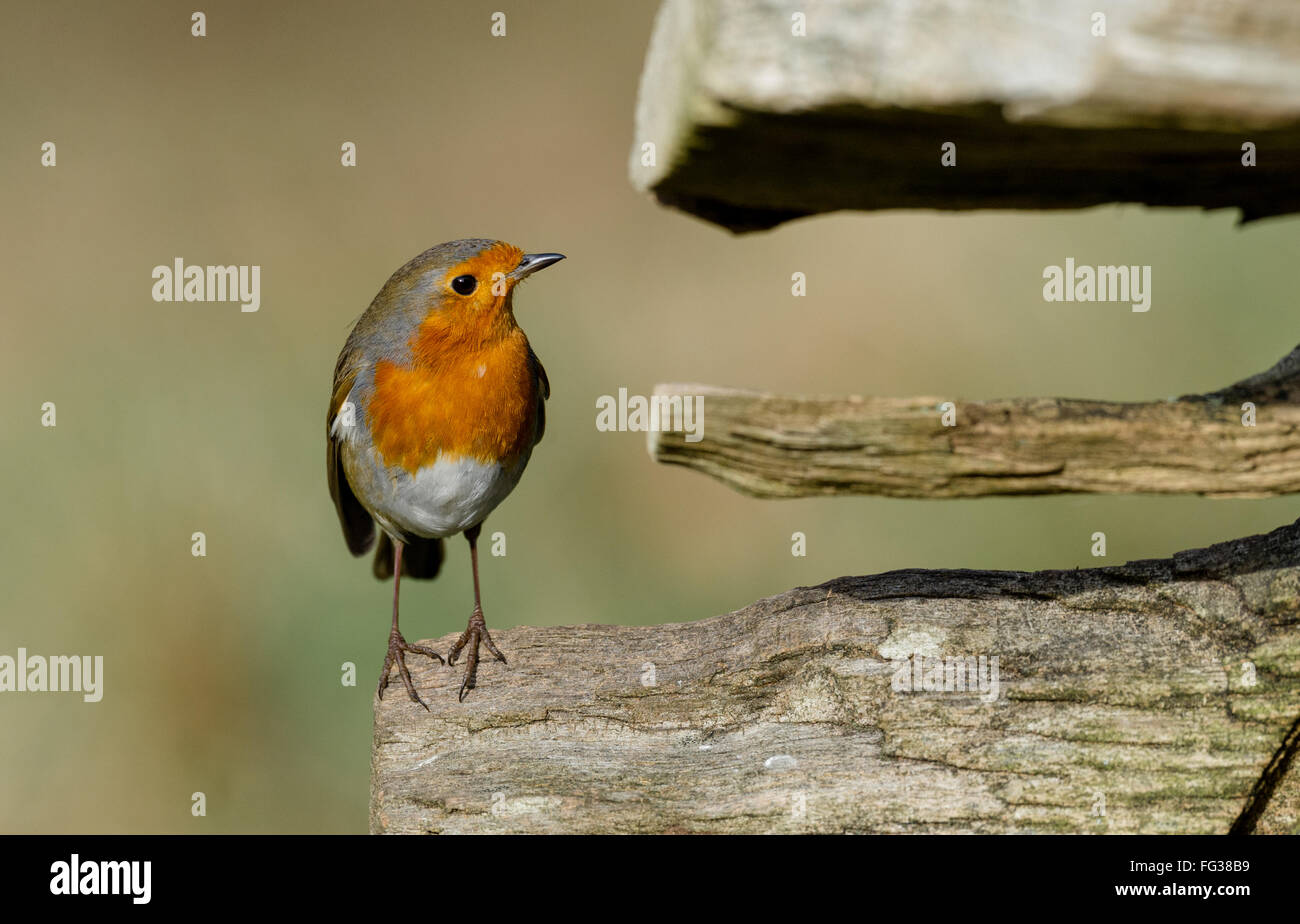 Adult robin bird hi-res stock photography and images - Alamy
